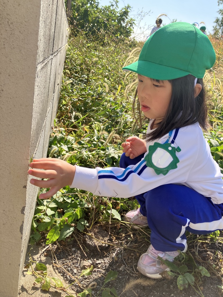 4歳児 秋の笹ヶ瀬川プロジェクト｜まんまるこども園ブログ御南まんまるこども園